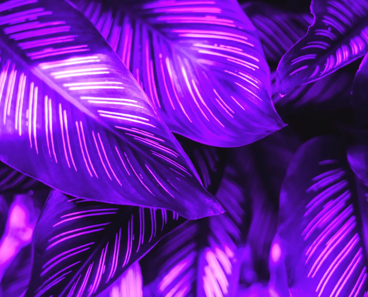 Blue Violet RGB, CMYK, HEX Color Codes and Color Meaning