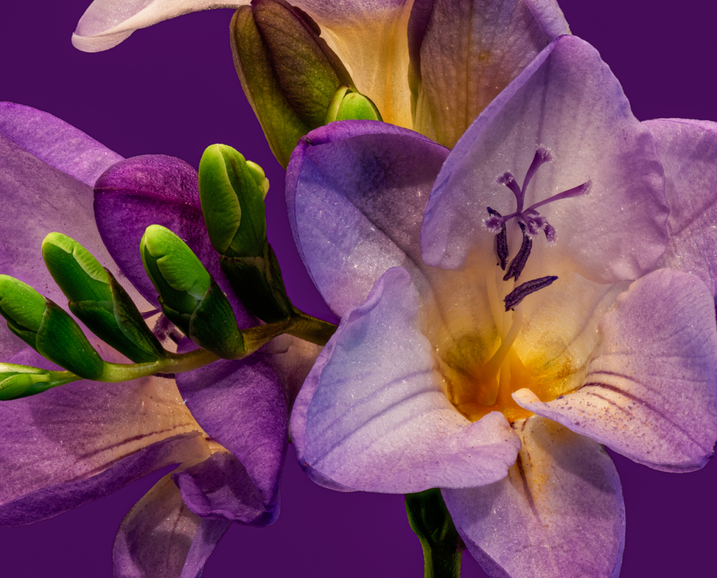 Dark Violet RGB, CMYK, HEX Color Codes and Color Meaning