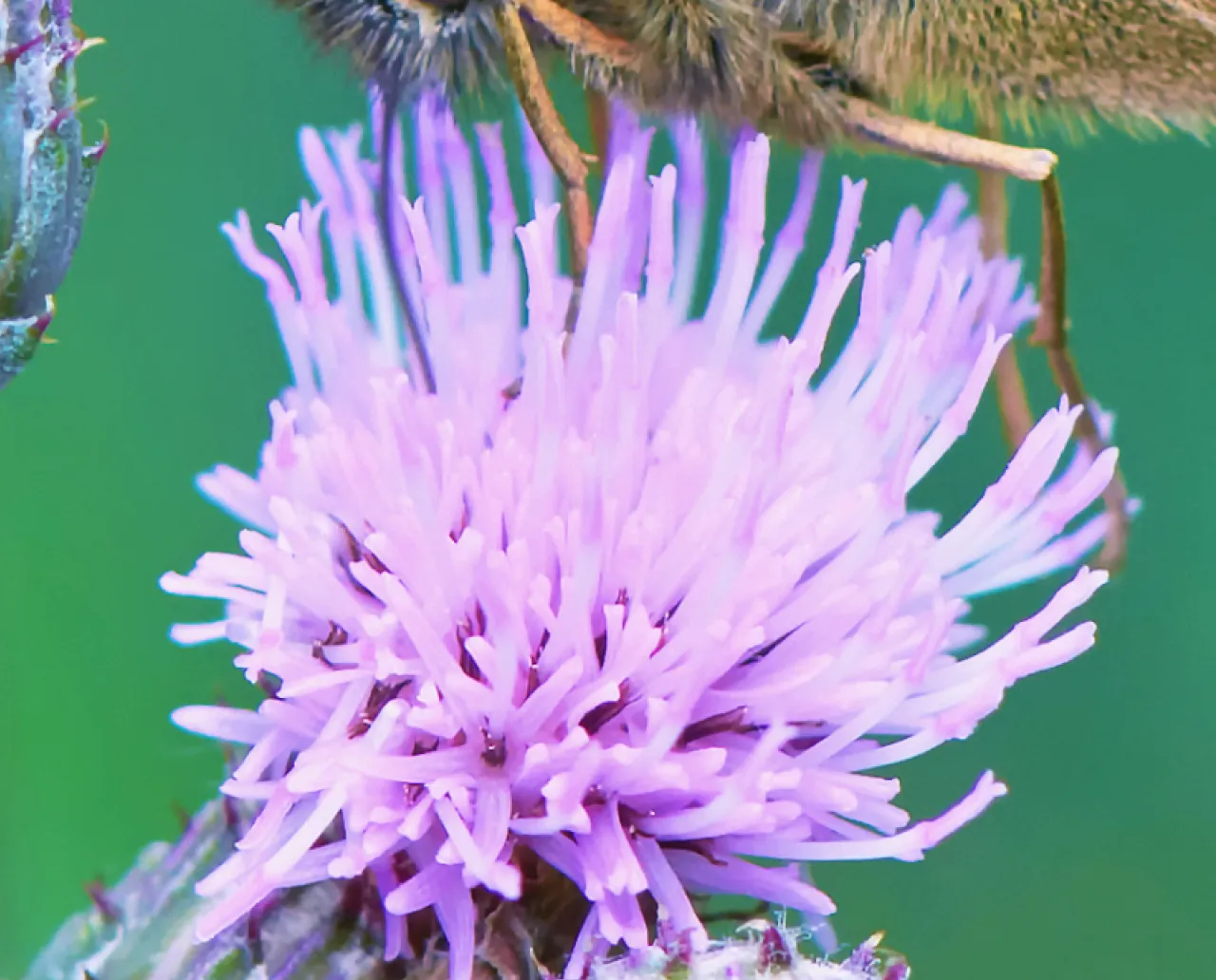 Thistle RGB, CMYK, HEX Color Codes and Color Meaning